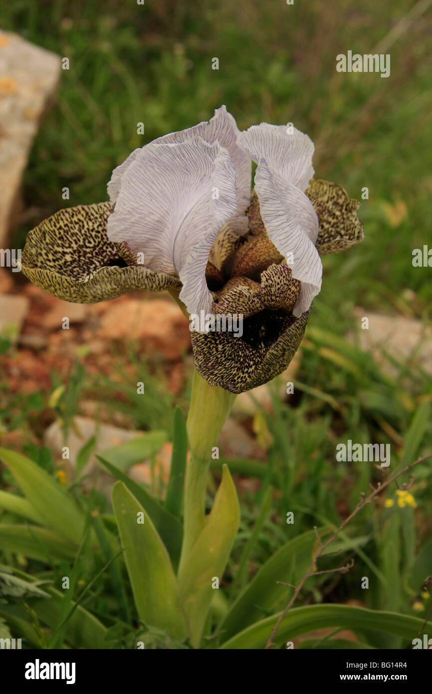 Nazareth iris hi-res stock photography and images - Alamy