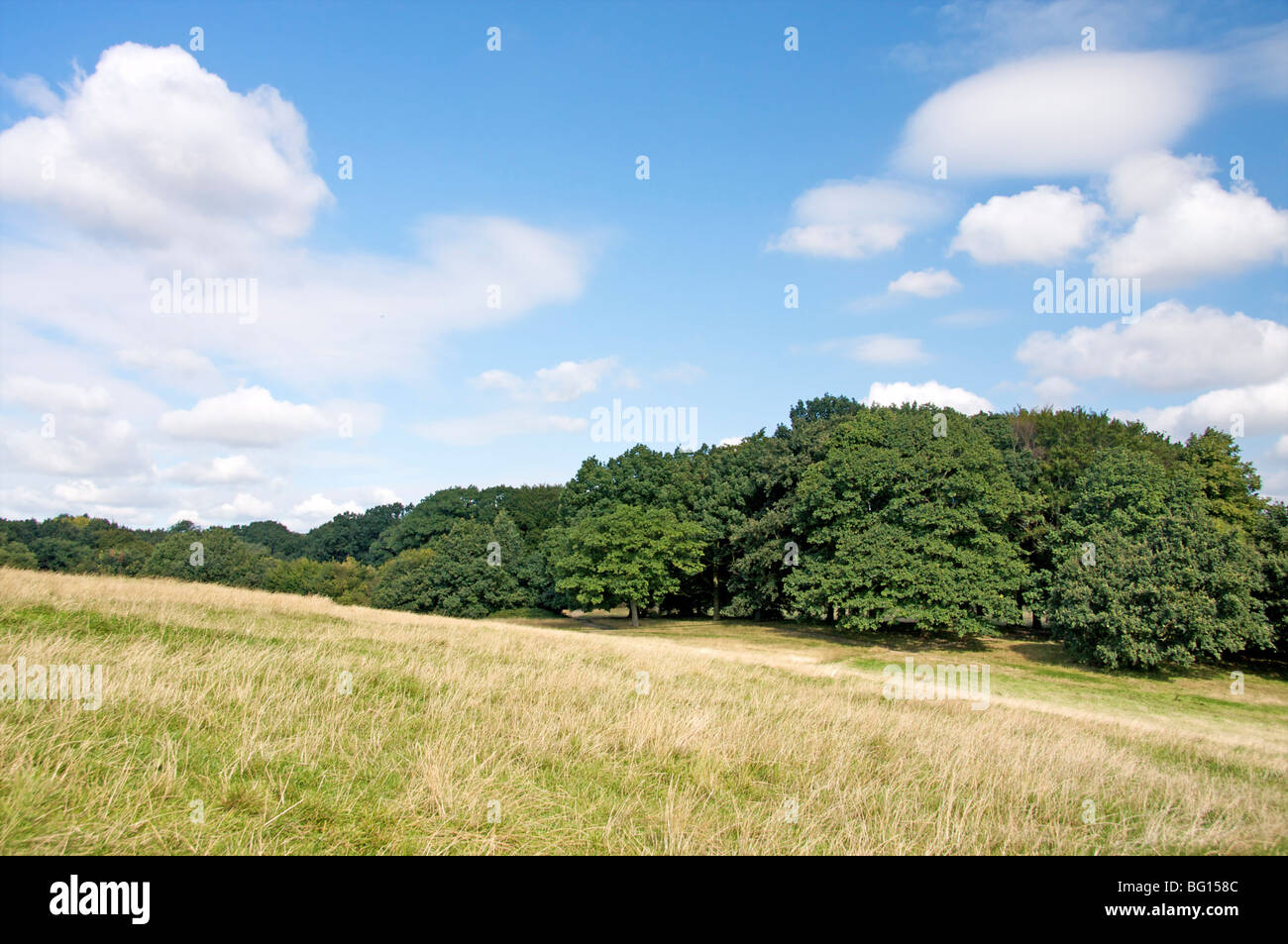 Hampstead Heath, London, England, United Kingdom, Europe Stock Photo ...