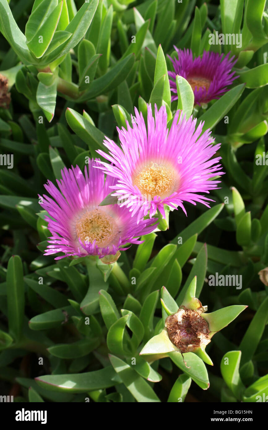 pink flowers of cactus Stock Photo - Alamy