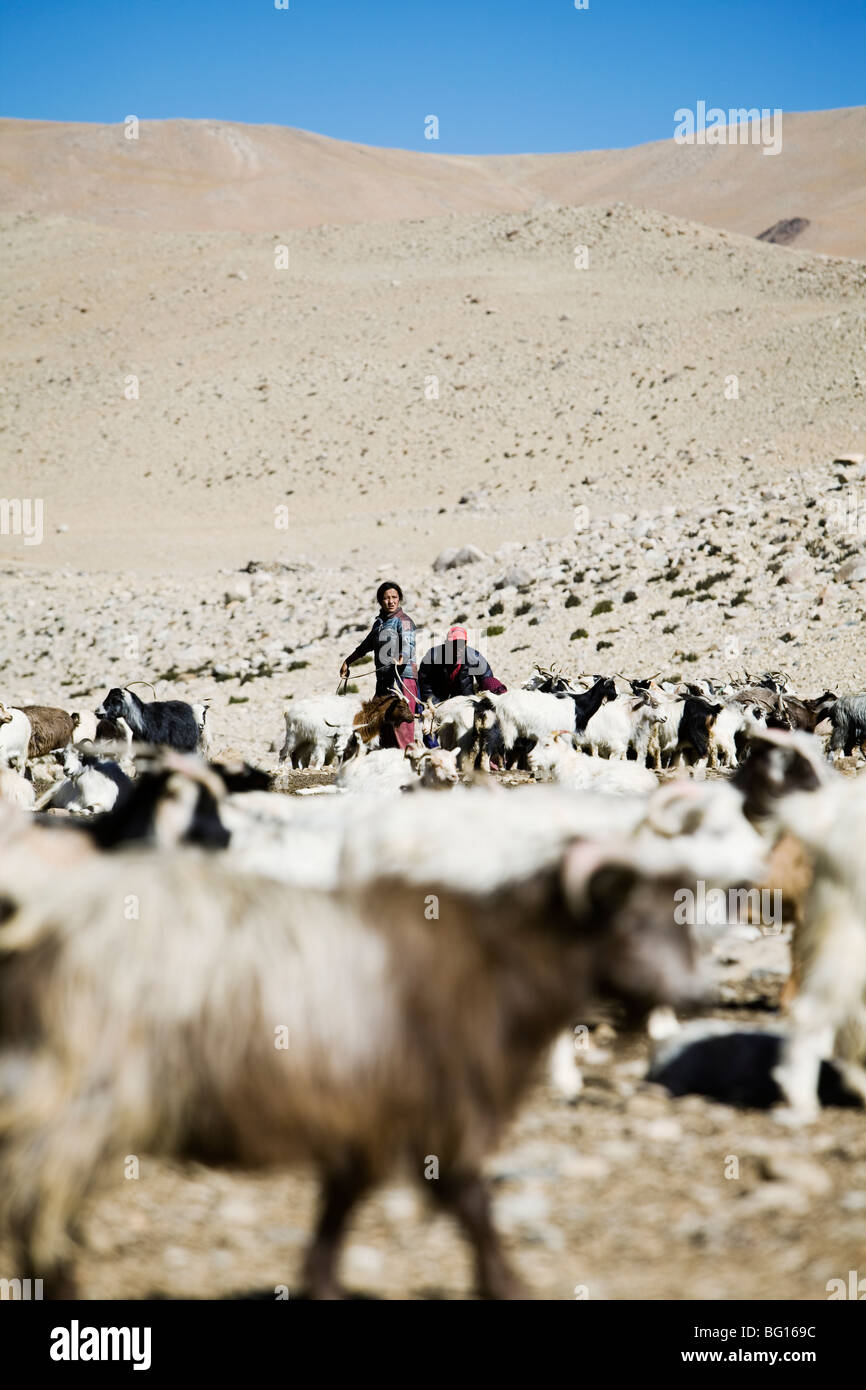 Sheep at nomadic herder's camp near Tsomoriri lake, Ladakh, Indian ...
