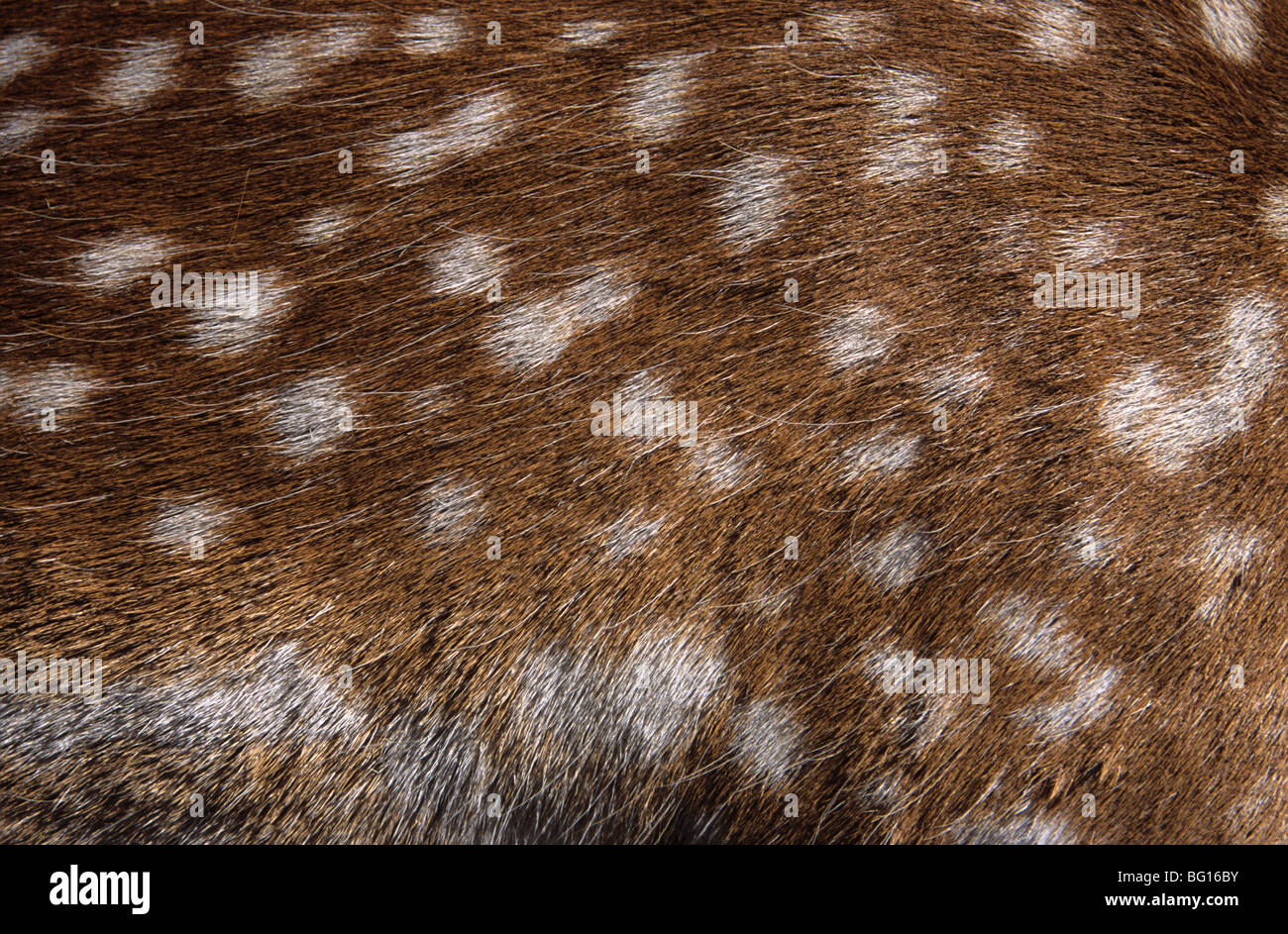 Detail of Male Fallow Deer, Cervus dama, Mottled Pattern of Coat or ...