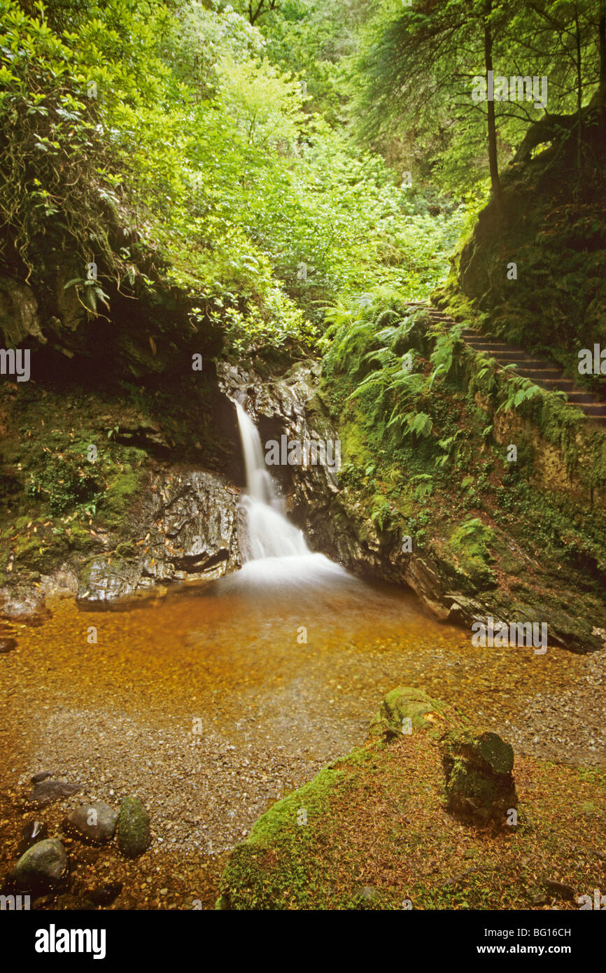 Puck's Glen Forest Walk at Invereck, near Dunoon Stock Photo - Alamy