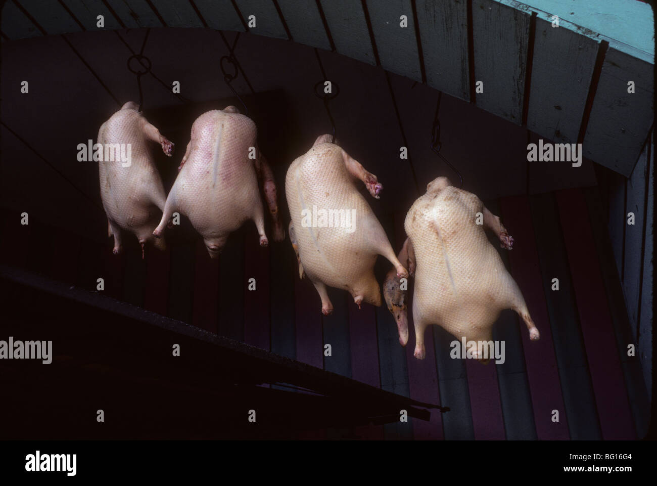 Chickens, Guangzhou, China Stock Photo - Alamy