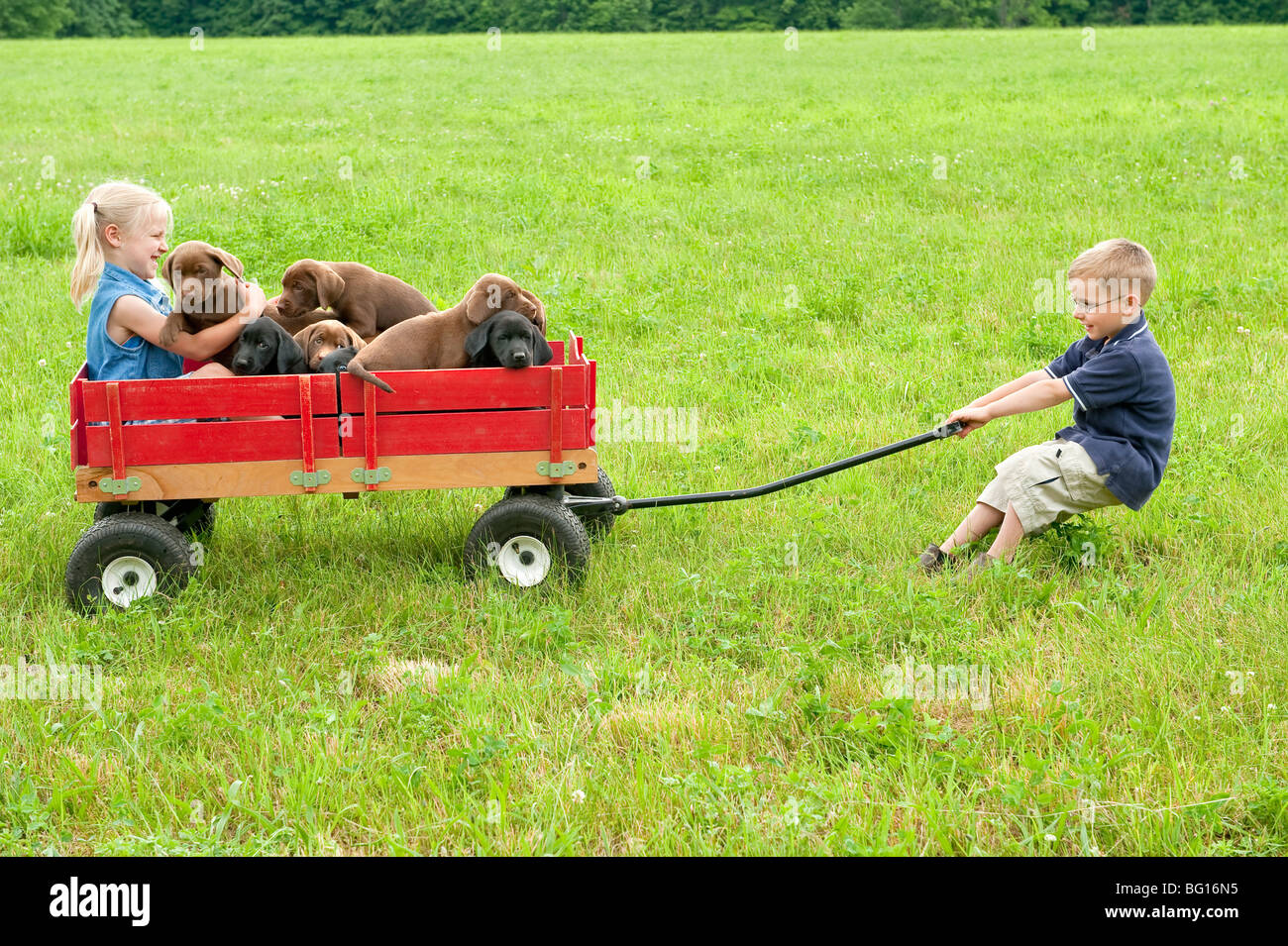 Dog In Wagon Stock Photos & Dog In Wagon Stock Images - Alamy