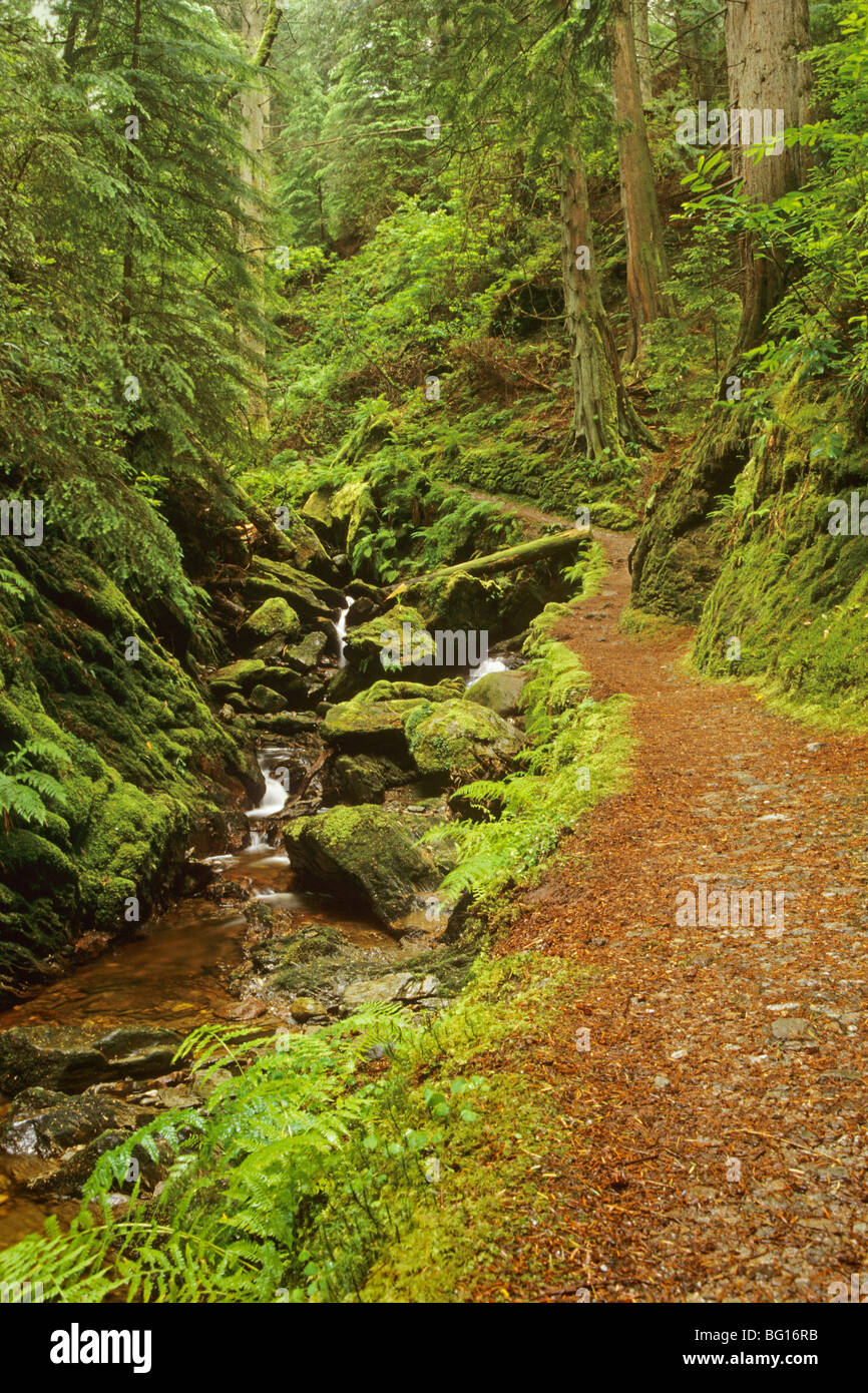 Puck's Glen Forest Walk at Invereck, near Dunoon Stock Photo - Alamy