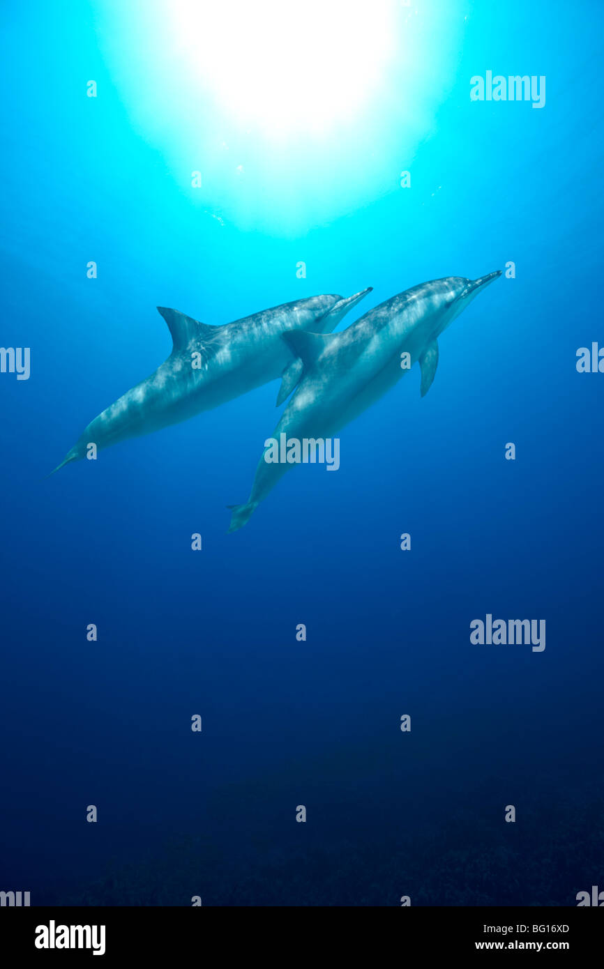 Two dolphins swimming under water hi-res stock photography and images ...