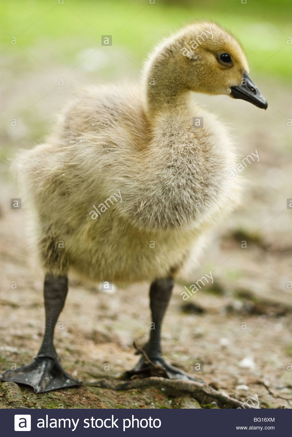 Goose Breed High Resolution Stock Photography and Images - Alamy