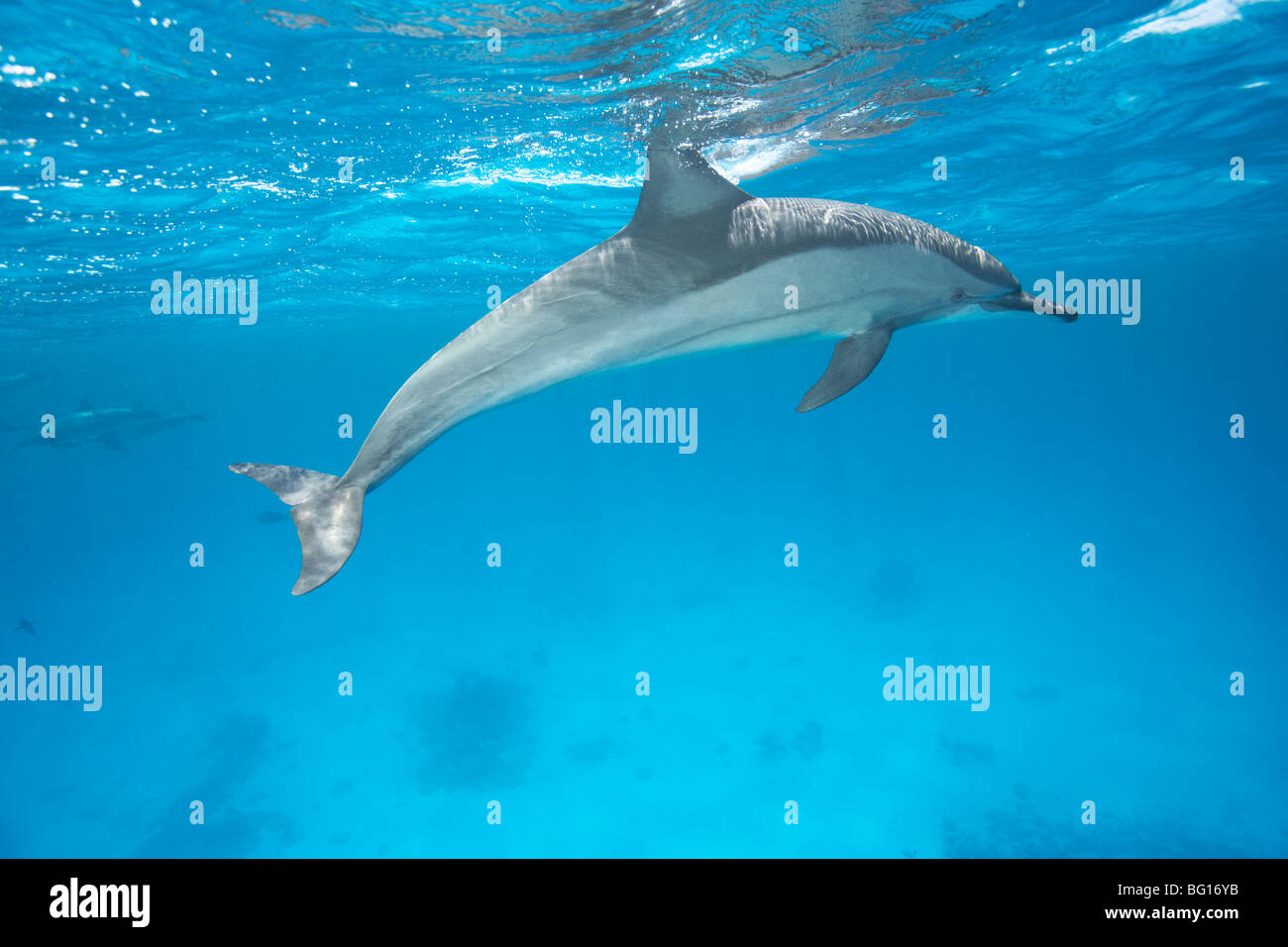 Spinner dolphin hi-res stock photography and images - Alamy