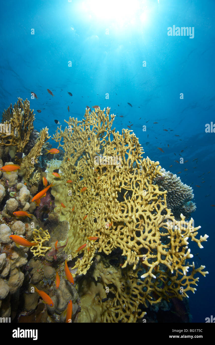 Beam fish hi-res stock photography and images - Alamy