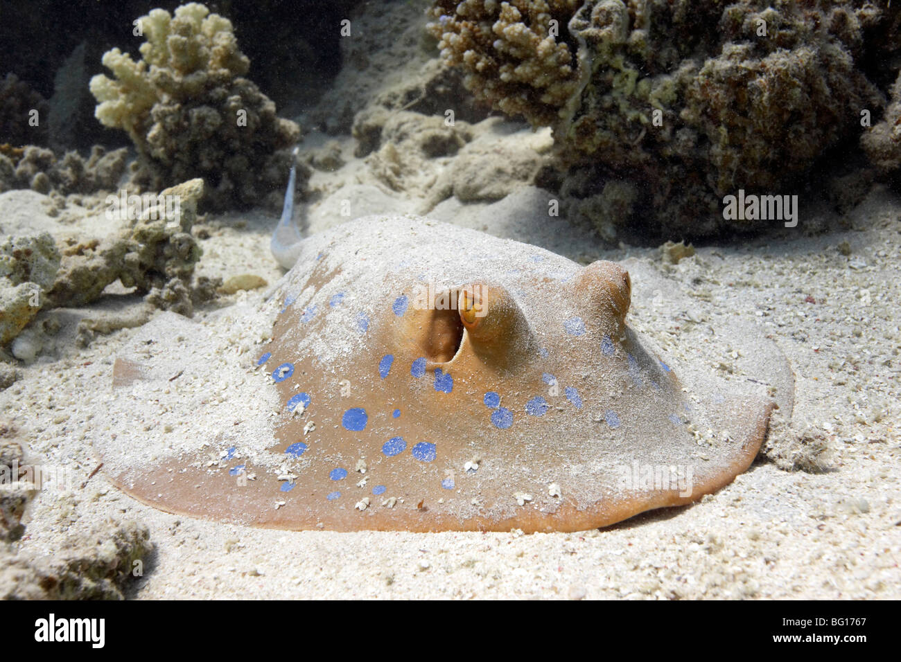 Blue spotted ray Stock Photo - Alamy