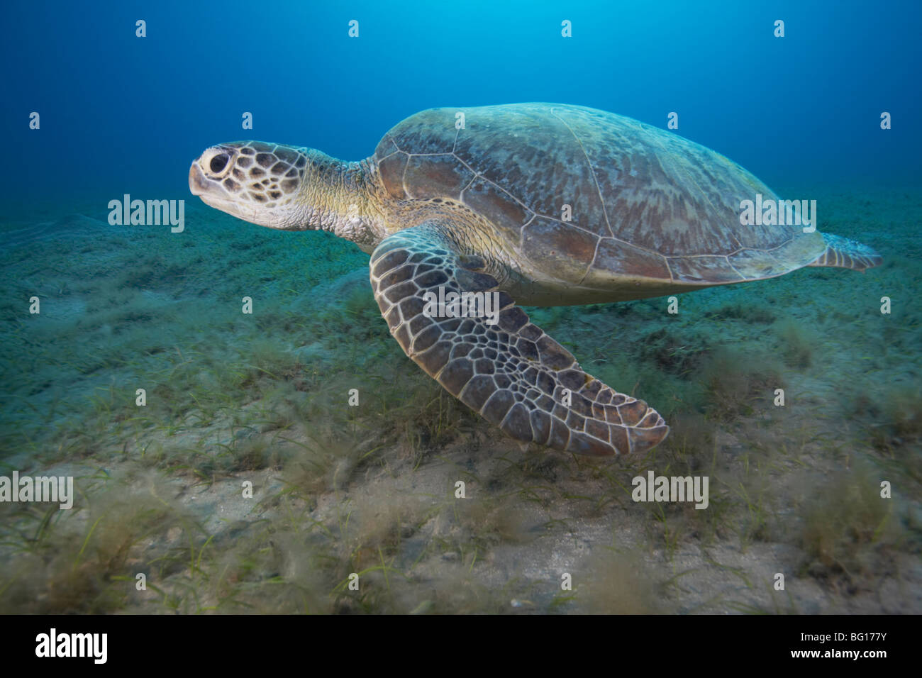 Green body turtle hi-res stock photography and images - Alamy