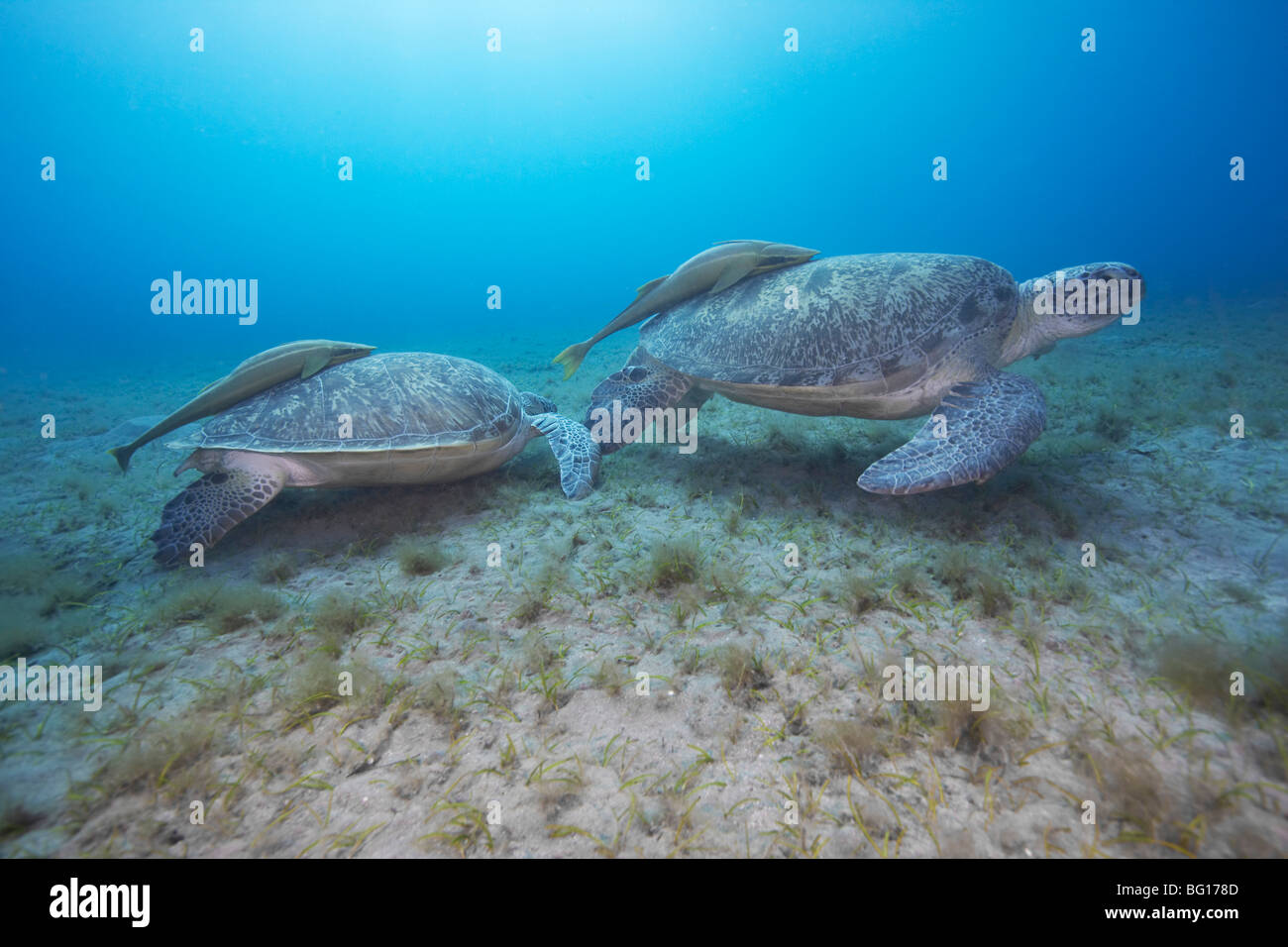 Pair of Green turtles Stock Photo - Alamy