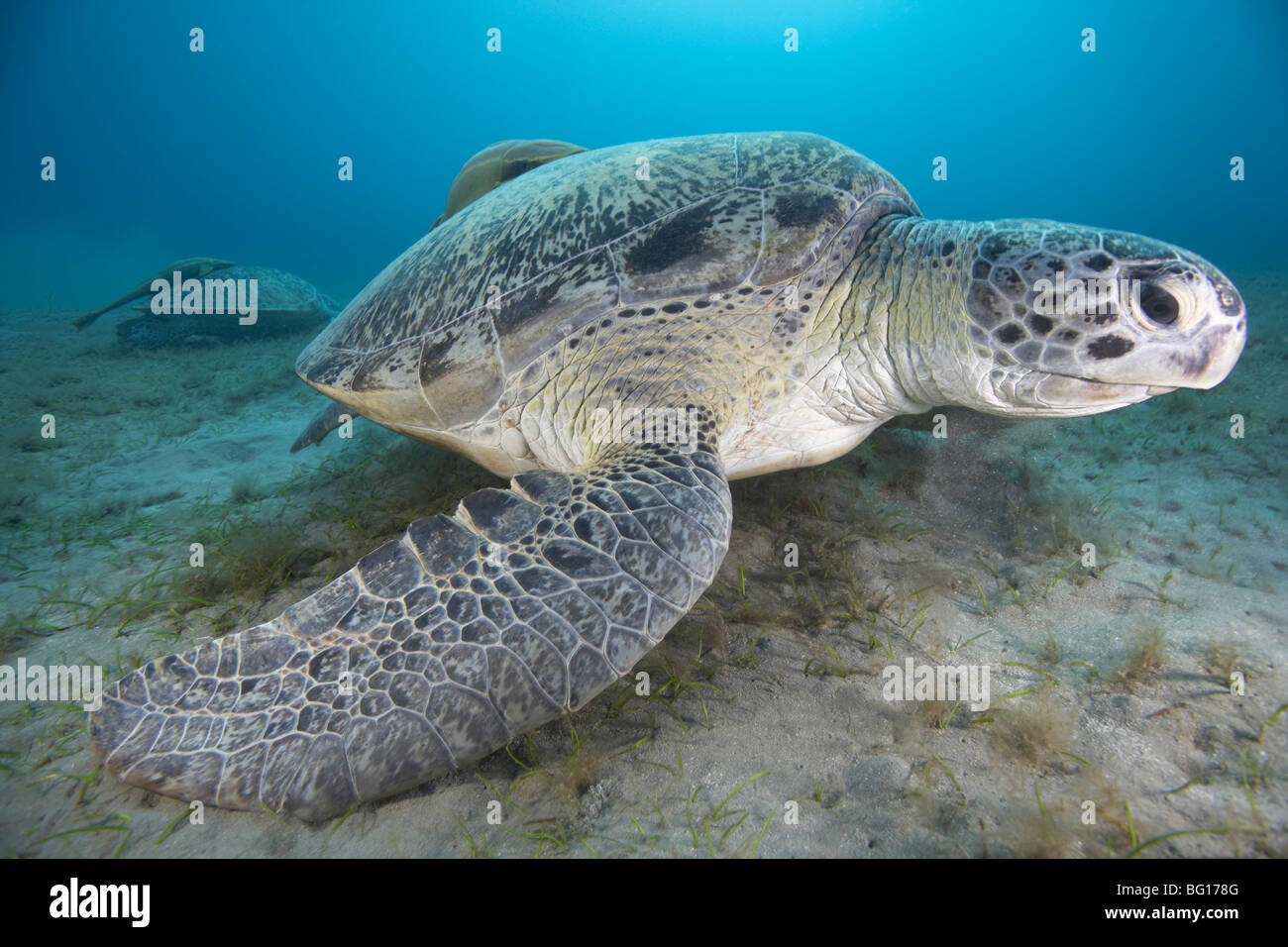 Green turtle hi-res stock photography and images - Alamy