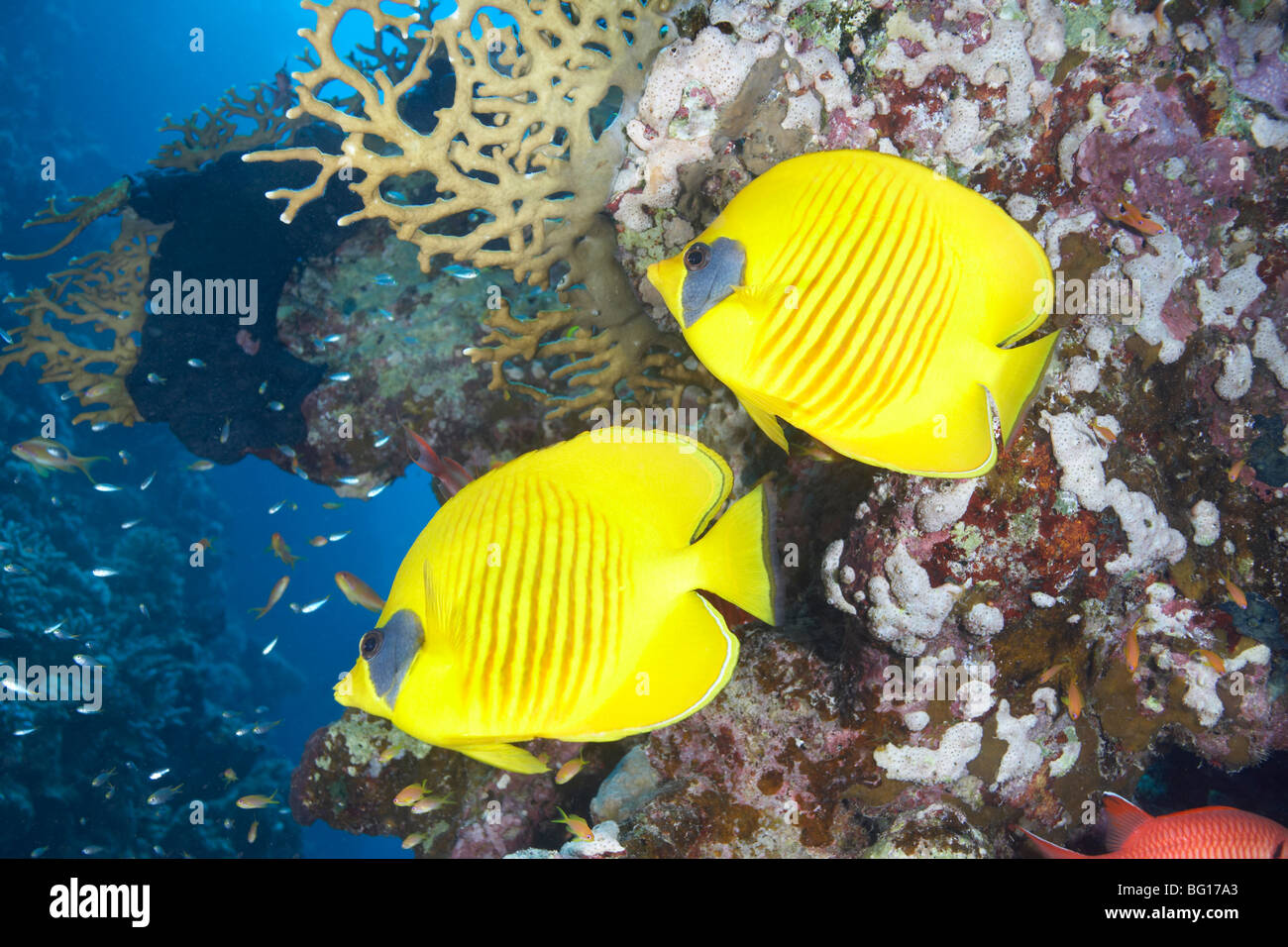 Masked fish hi-res stock photography and images - Alamy