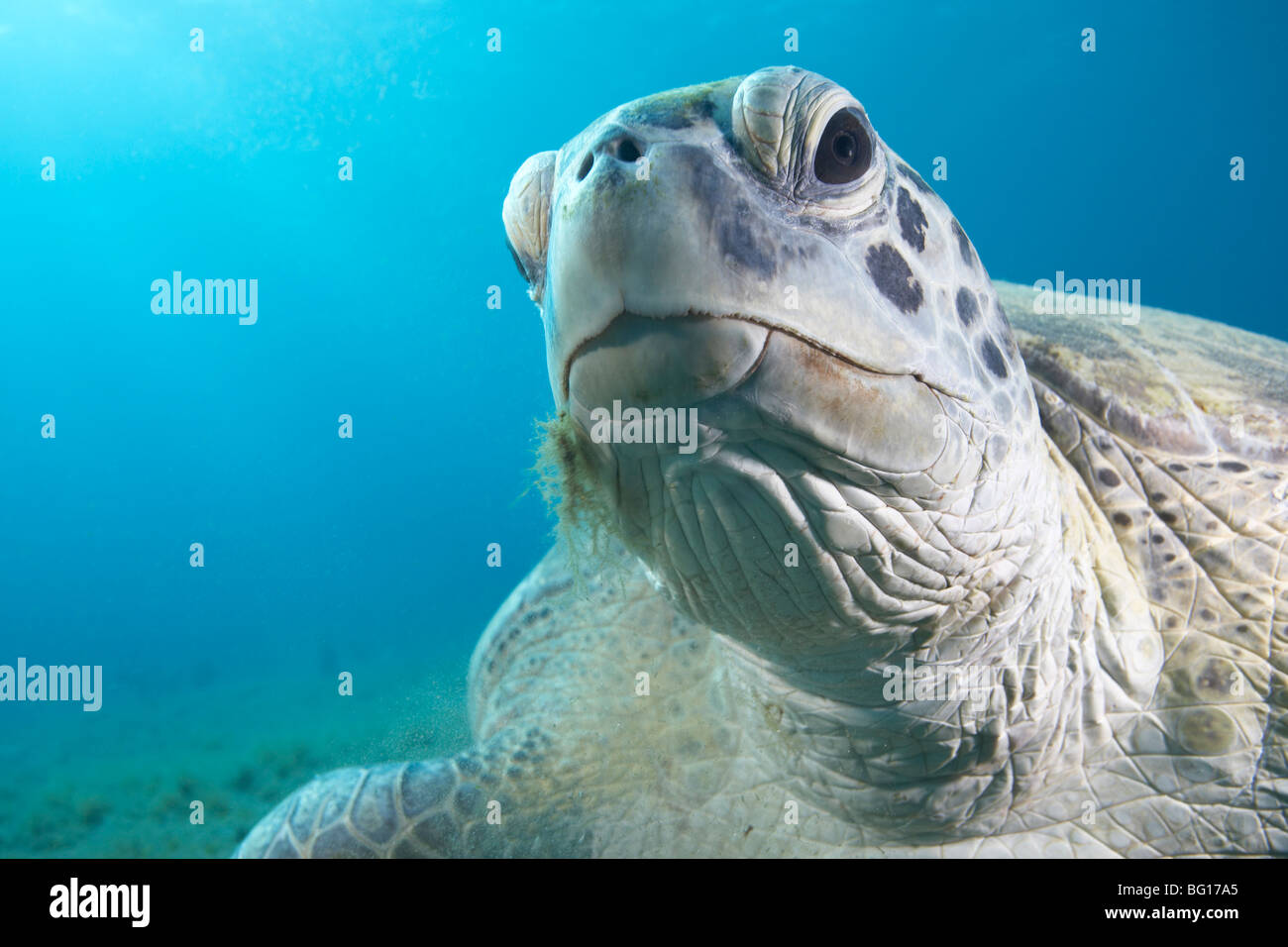 Turtle shell colour hi-res stock photography and images - Alamy