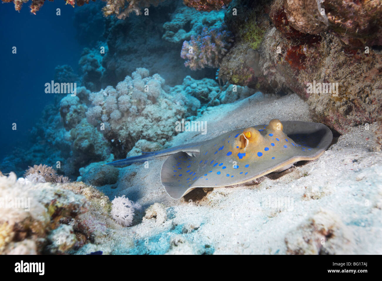 Blue spotted stingray Stock Photo - Alamy
