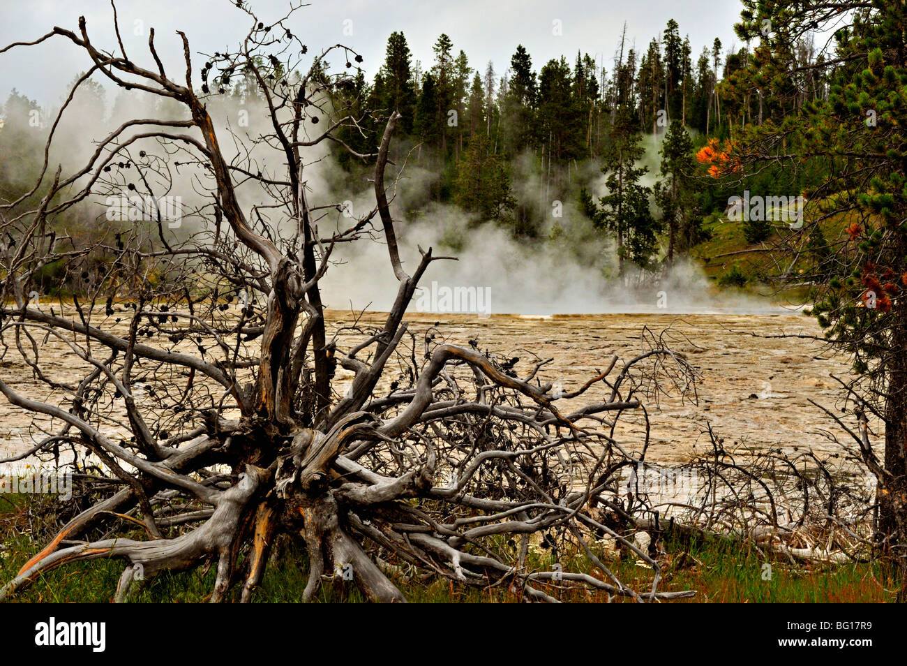 Calcified trunks hi-res stock photography and images - Alamy