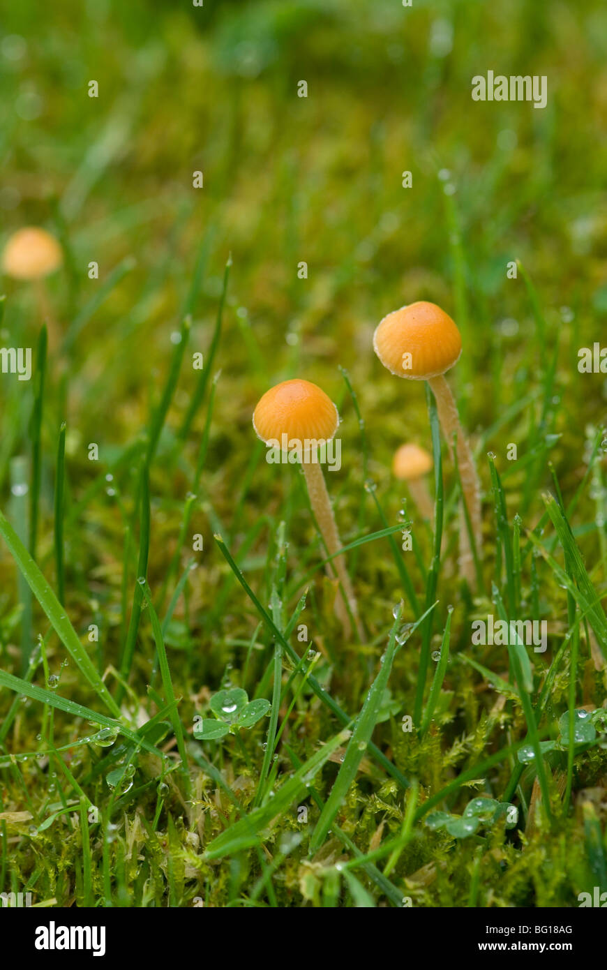 Small fungi in garden lawn Stock Photo - Alamy