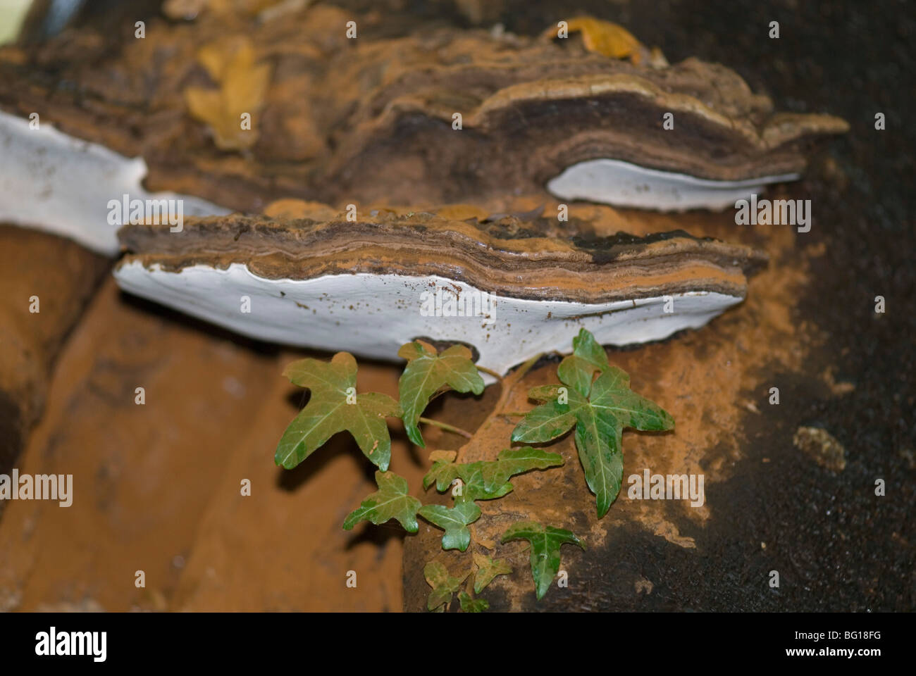 Southern bracket fungi hi-res stock photography and images - Alamy