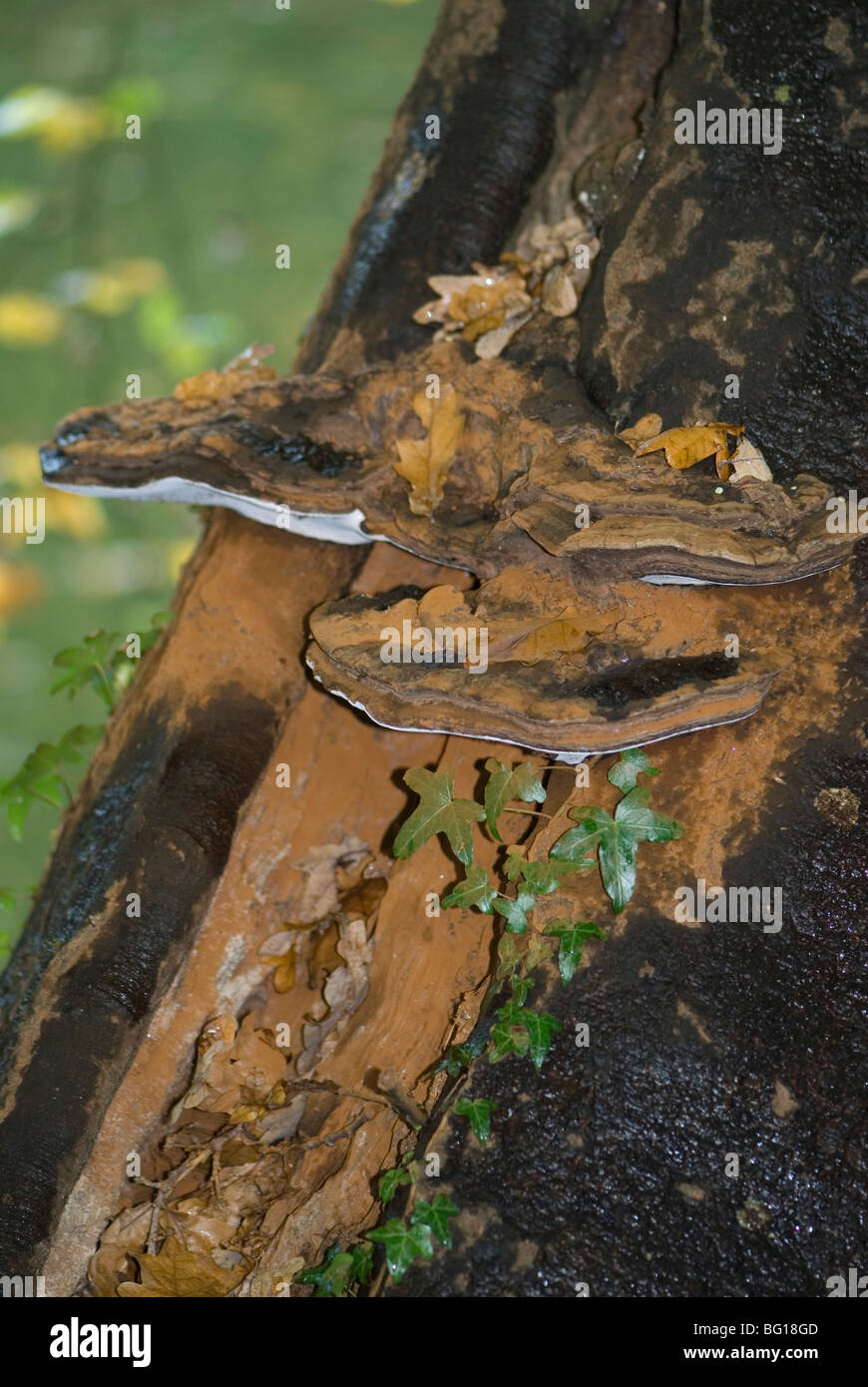Southern bracket fungi hi-res stock photography and images - Alamy