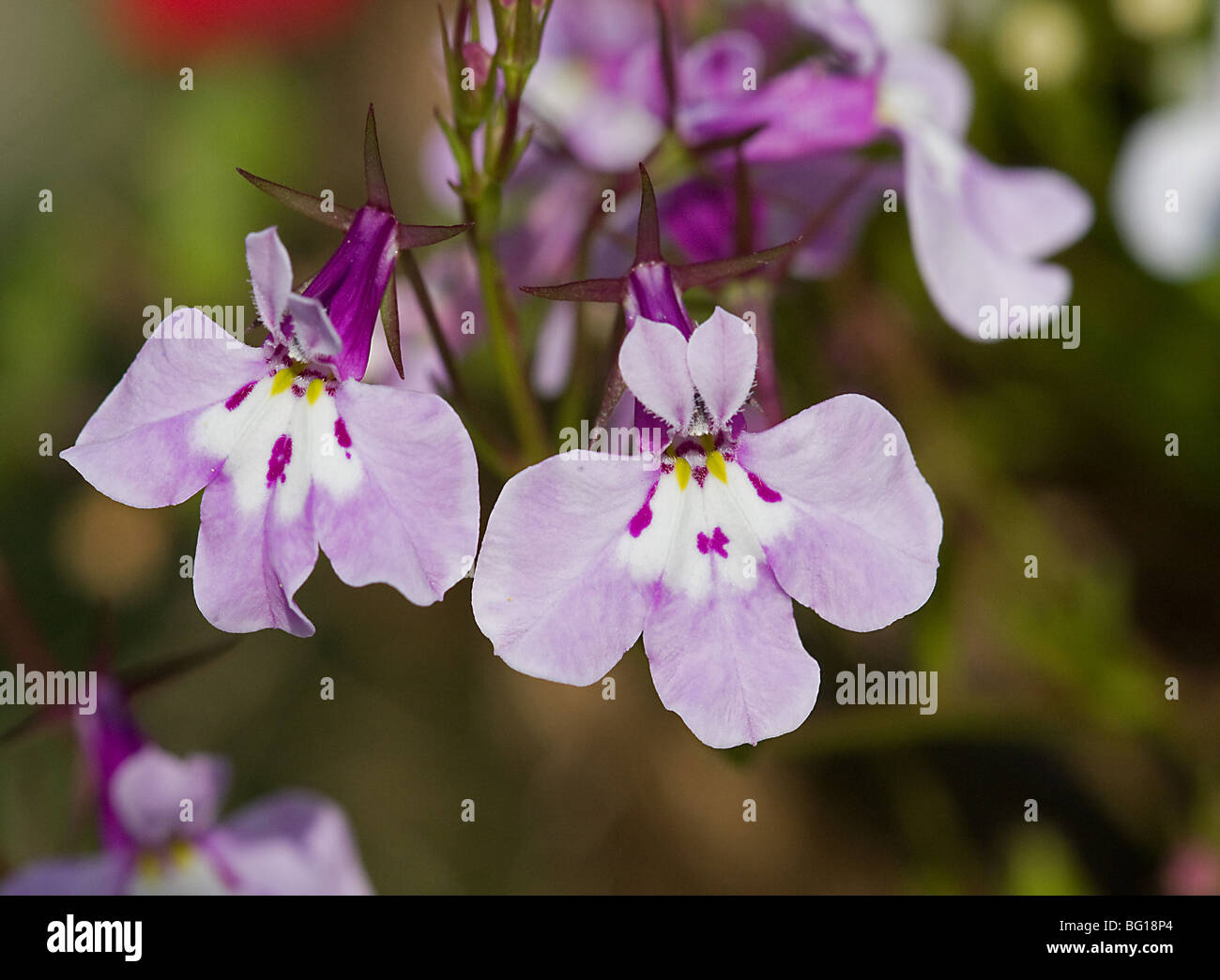 Trailing lobelia hi-res stock photography and images - Alamy