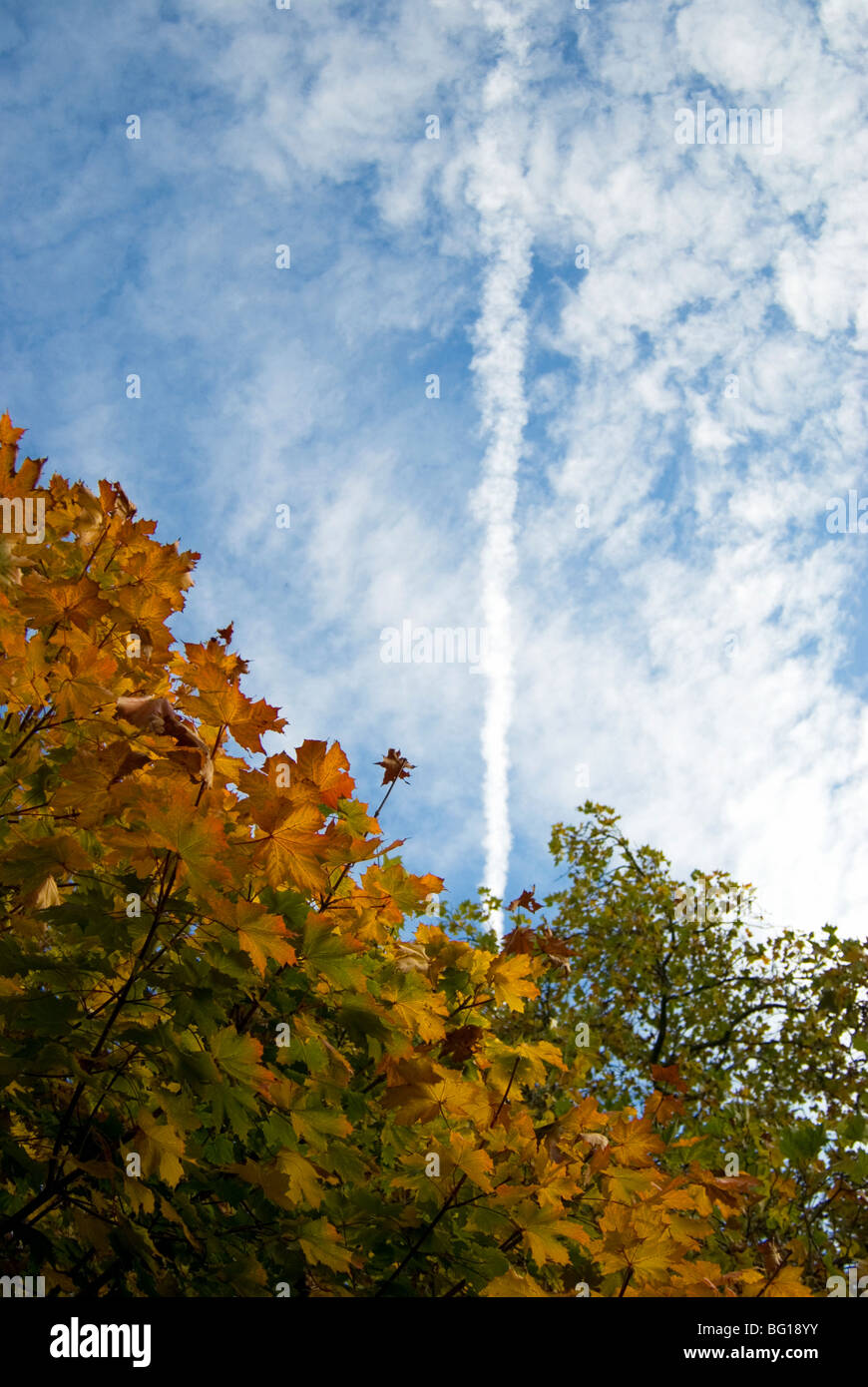 Curly maple hi-res stock photography and images - Alamy