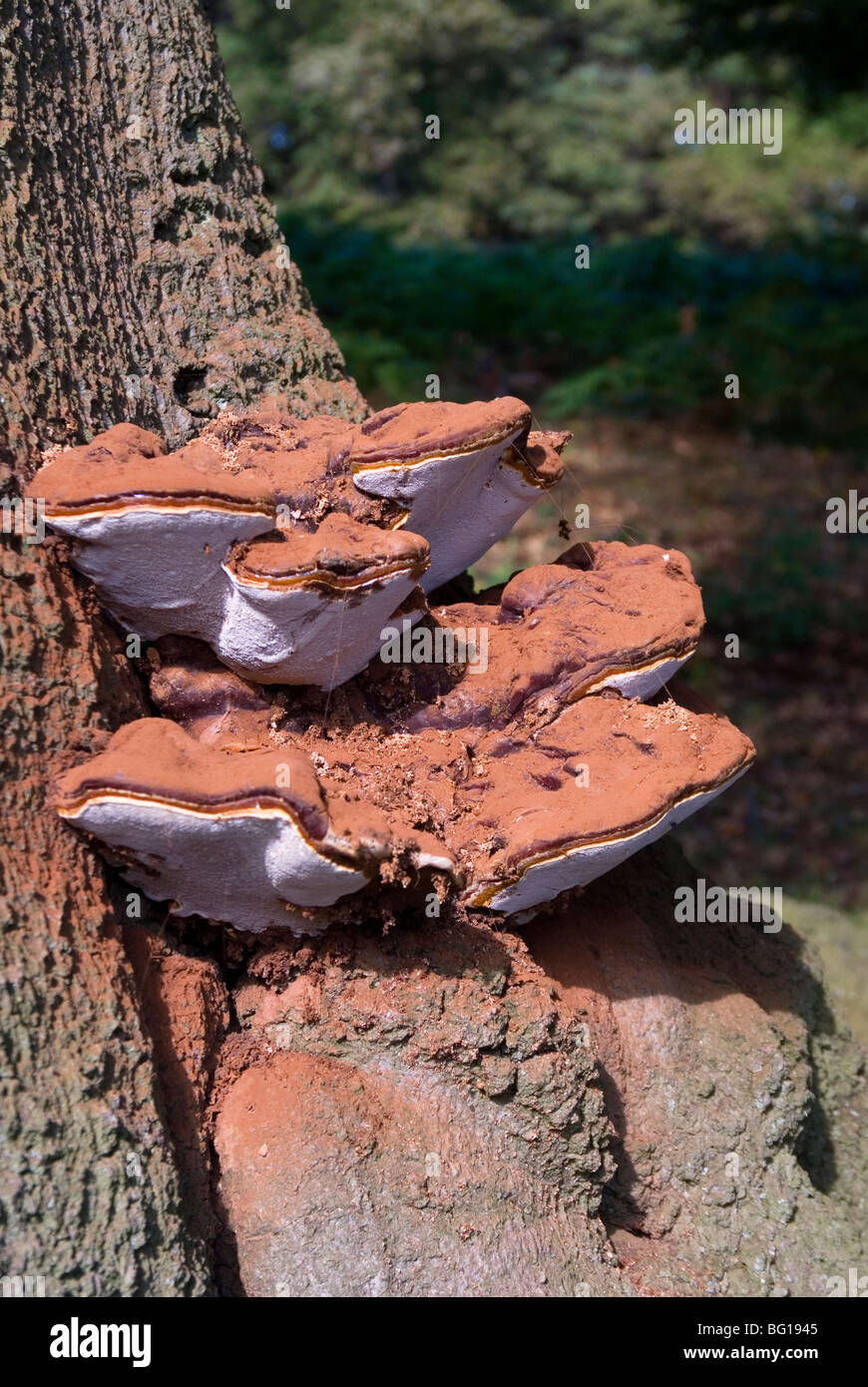 Artist's bracket fungus (ganoderna applanatum) on beech tree, Richmond ...