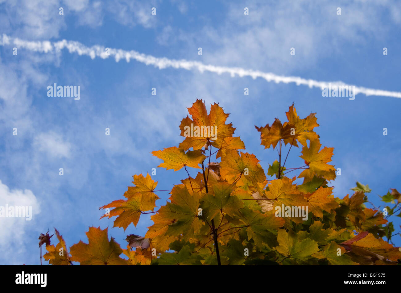 Curly maple hi-res stock photography and images - Alamy