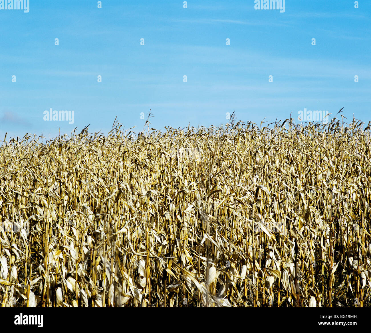 Corn field landscape hi-res stock photography and images - Alamy