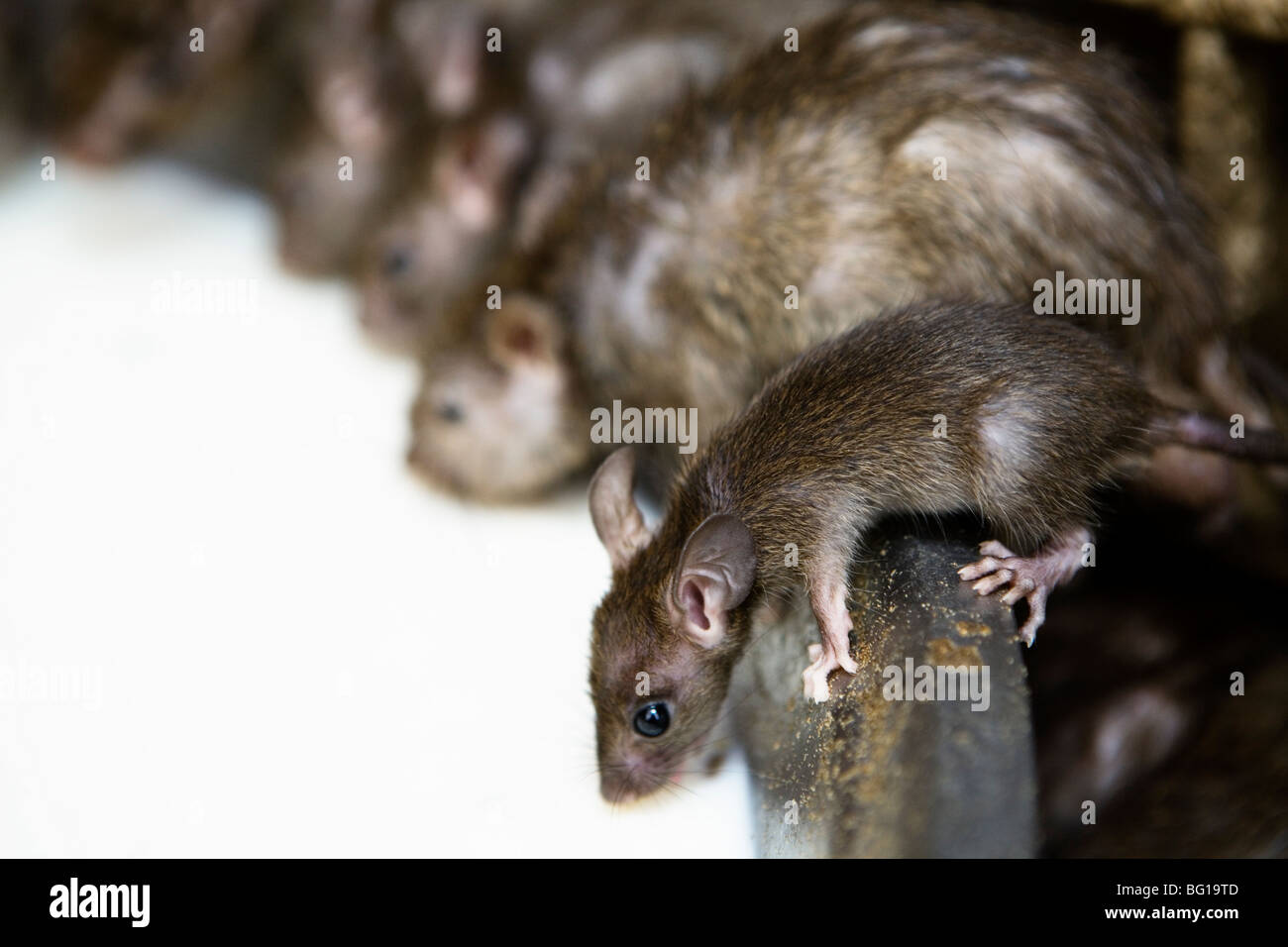 Holy rats are served milk at Karni Mata Temple (Rat Temple) in Deshnok ...