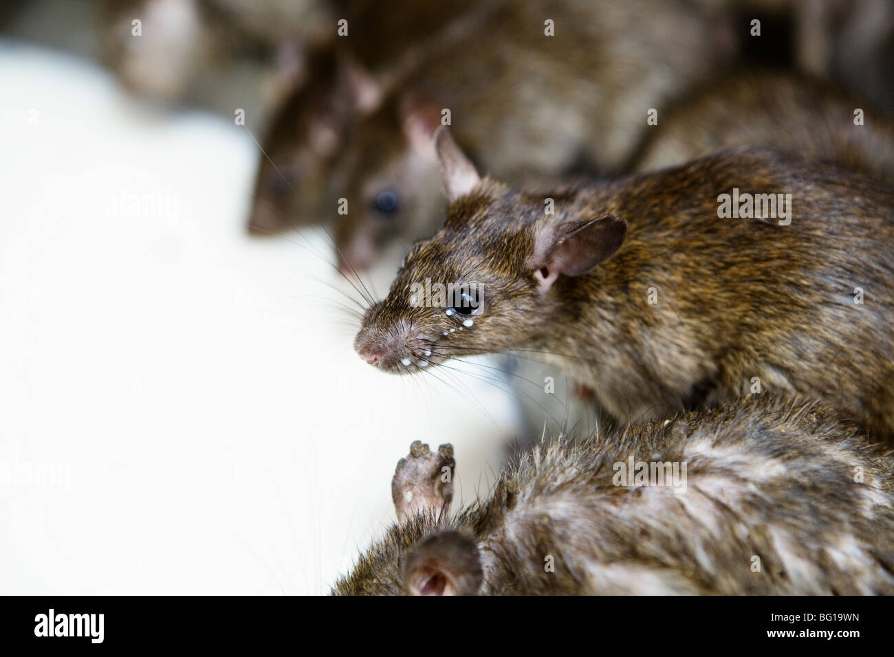 Holy rats hi-res stock photography and images - Alamy
