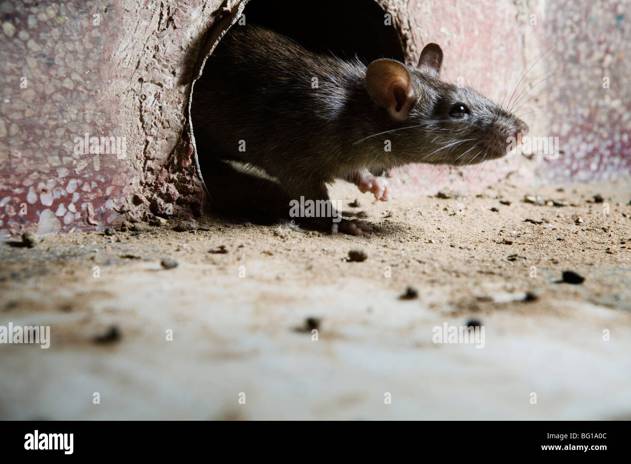 Rats are holy at Karni Mata Temple (Rat Temple) in Deshnok, Rajasthan ...