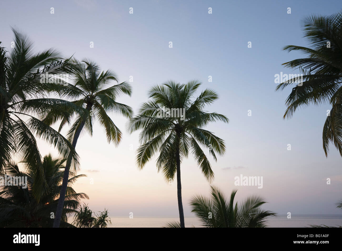 Indian palms hi-res stock photography and images - Alamy