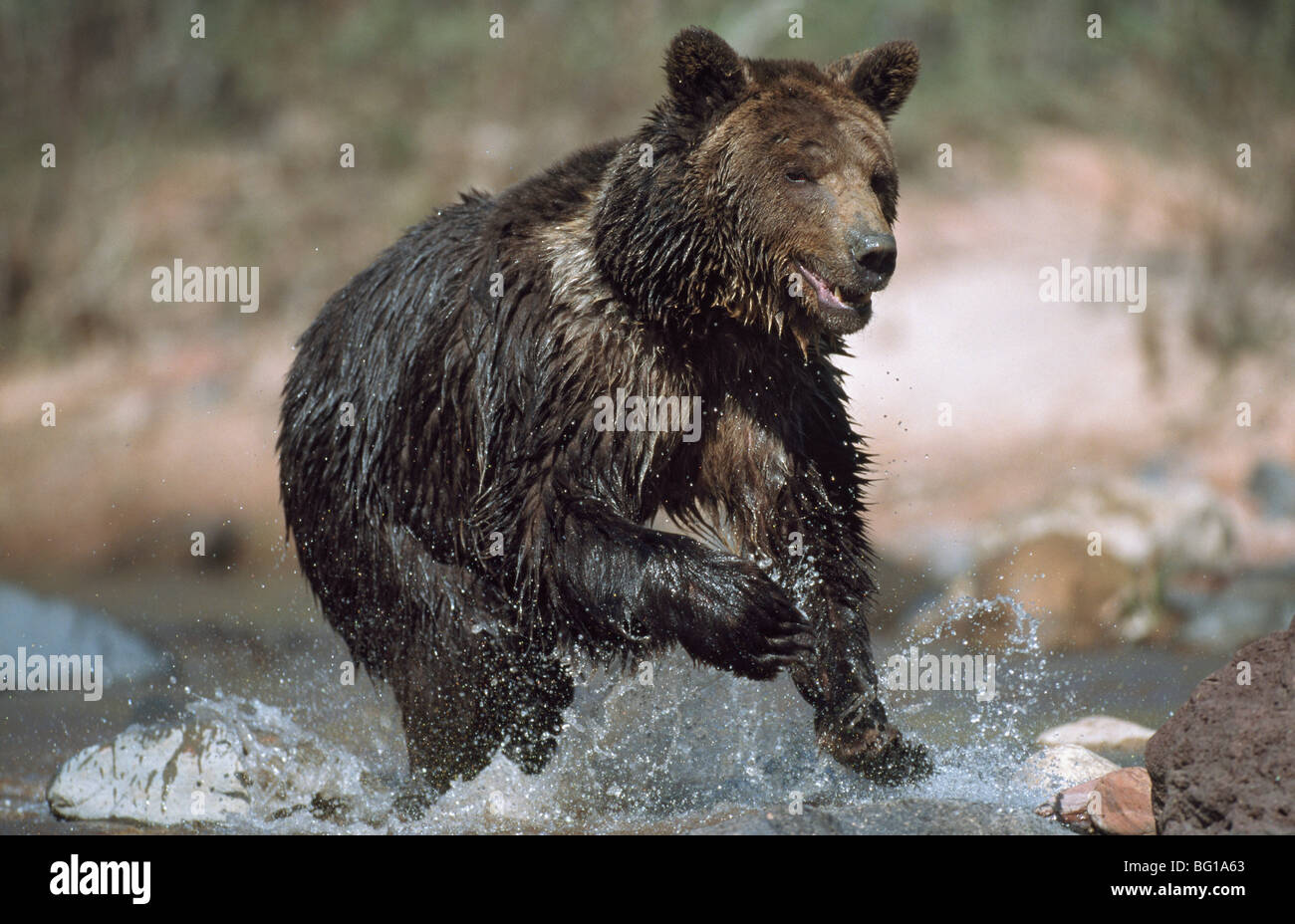 Wet grizzly bear running in stream Stock Photo - Alamy