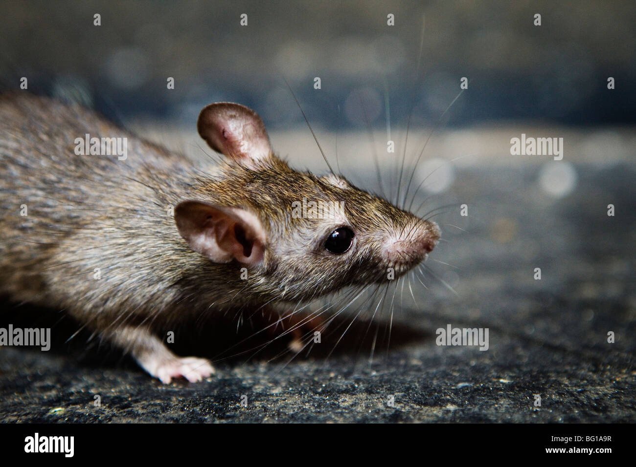 Rats are holy at Karni Mata Temple (Rat Temple) in Deshnok, Rajasthan ...