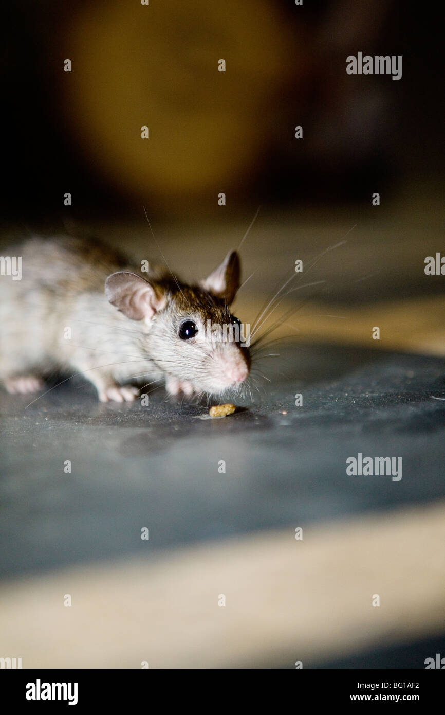 Rats are holy at Karni Mata Temple (Rat Temple) in Deshnok, Rajasthan ...