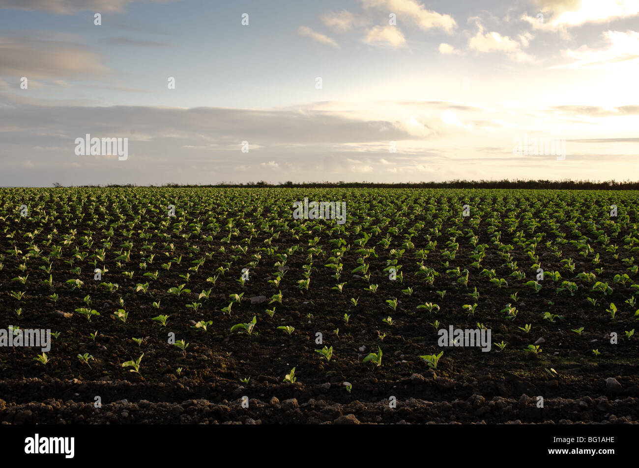 Field near Gulval, Cornwall Stock Photo - Alamy
