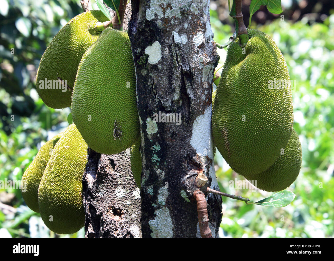 Jack fruit tree photo hi-res stock photography and images - Alamy