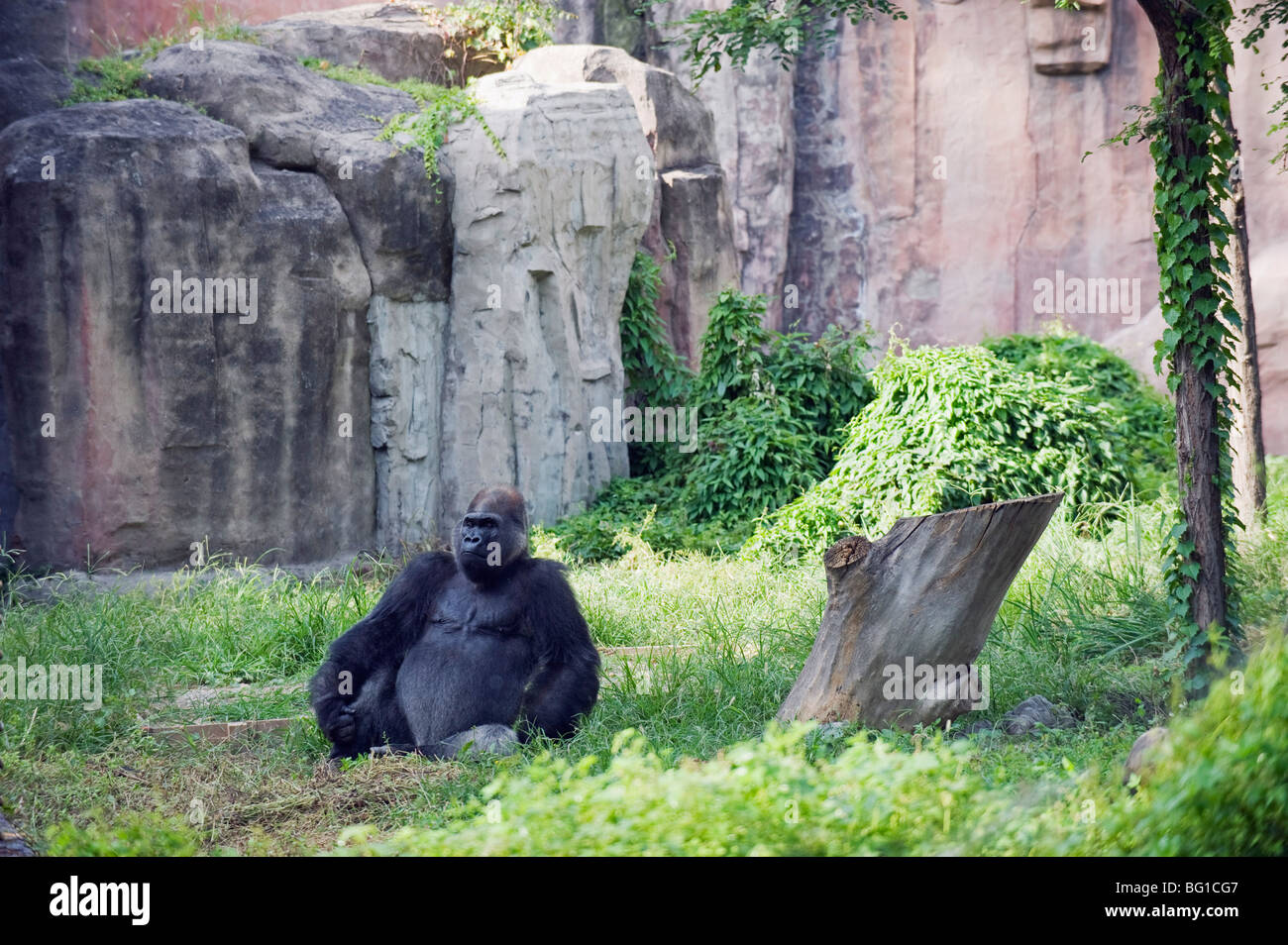 Gorilla beijing zoo china hi-res stock photography and images - Alamy