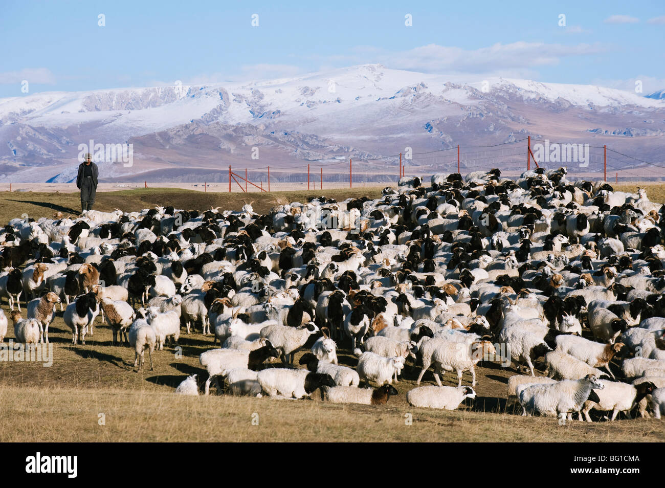 Asian sheep hi-res stock photography and images - Alamy