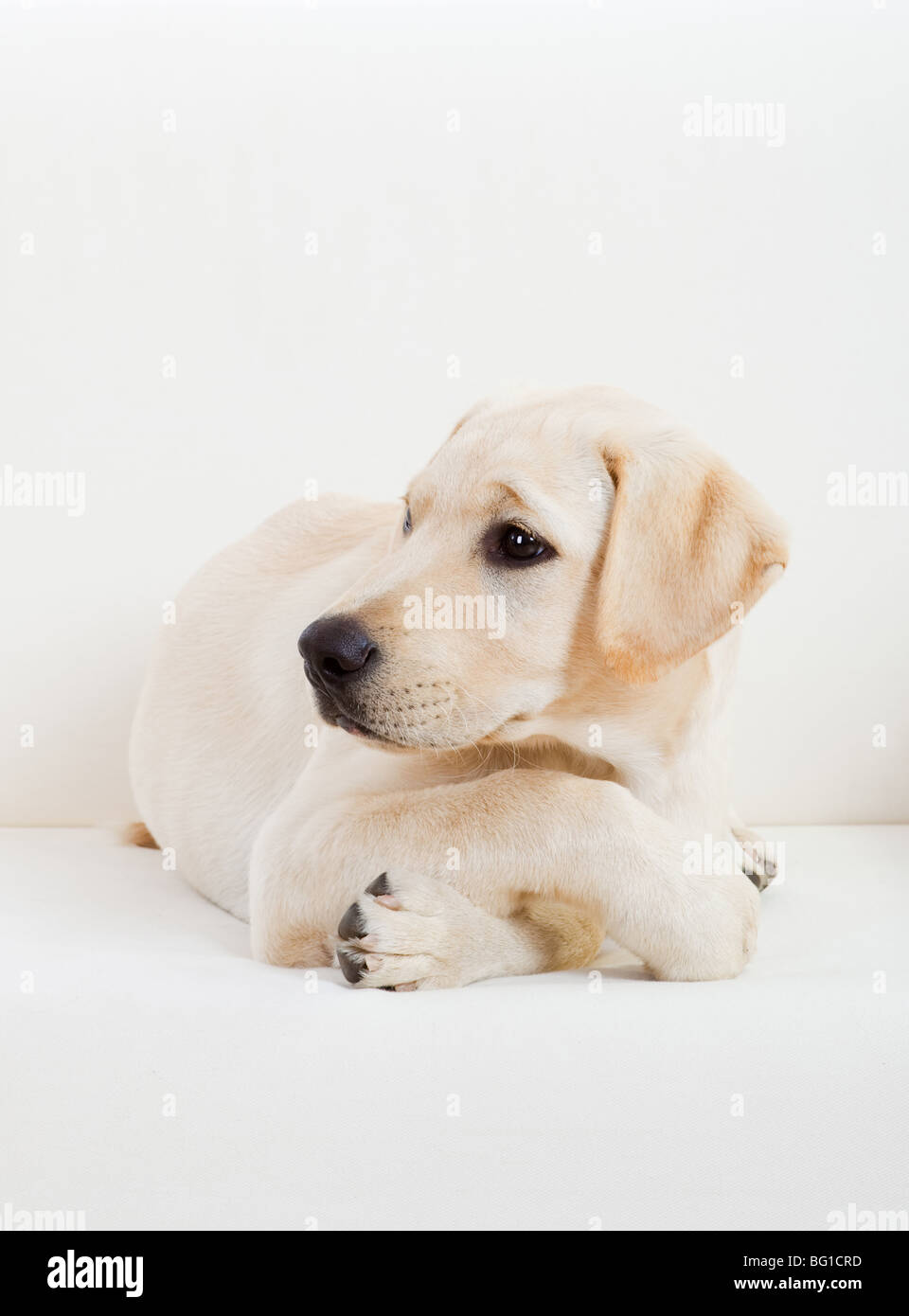 Studio portrait of a beautiful and cute labrador dog breed Stock Photo ...