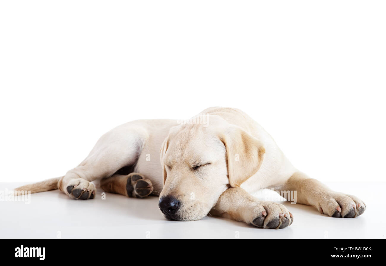 Labrador sleep hi-res stock photography and images - Alamy