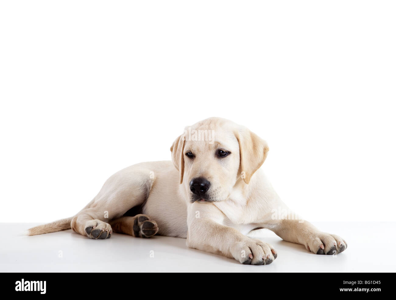 Studio portrait of a beautiful and cute labrador dog breed Stock Photo ...