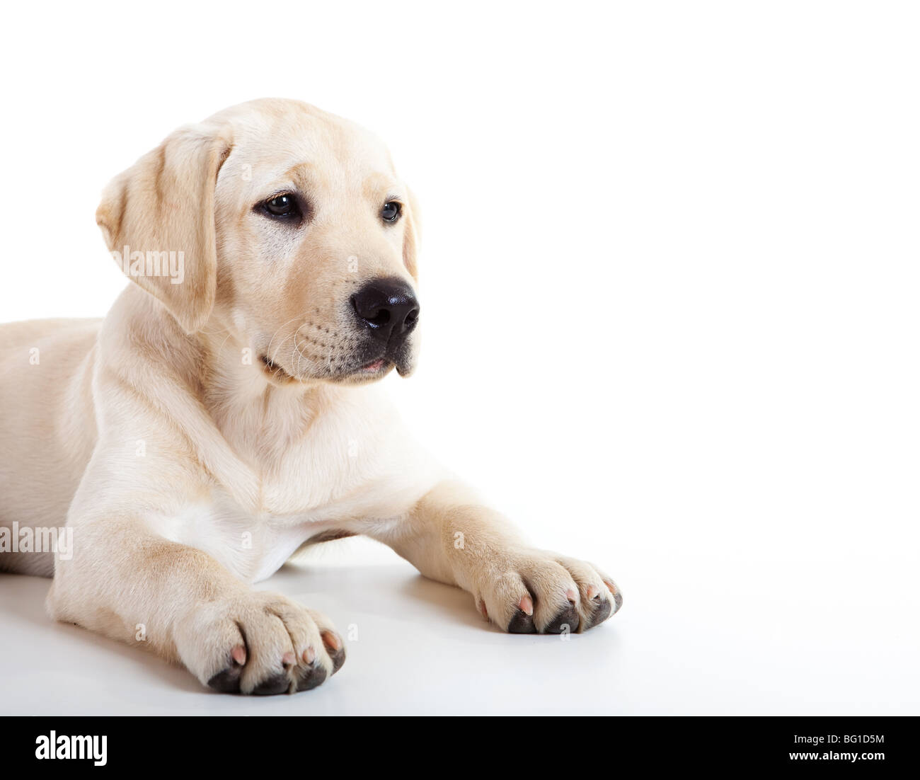 Studio portrait of a beautiful and cute Labrador dog breed Stock Photo ...