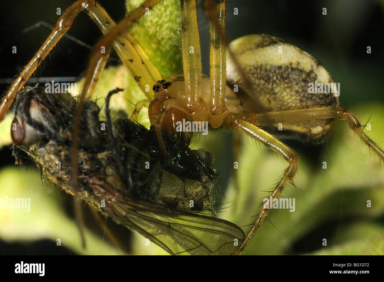 Spider (Meta segmentata) catching a fly in its web and eating it Stock ...