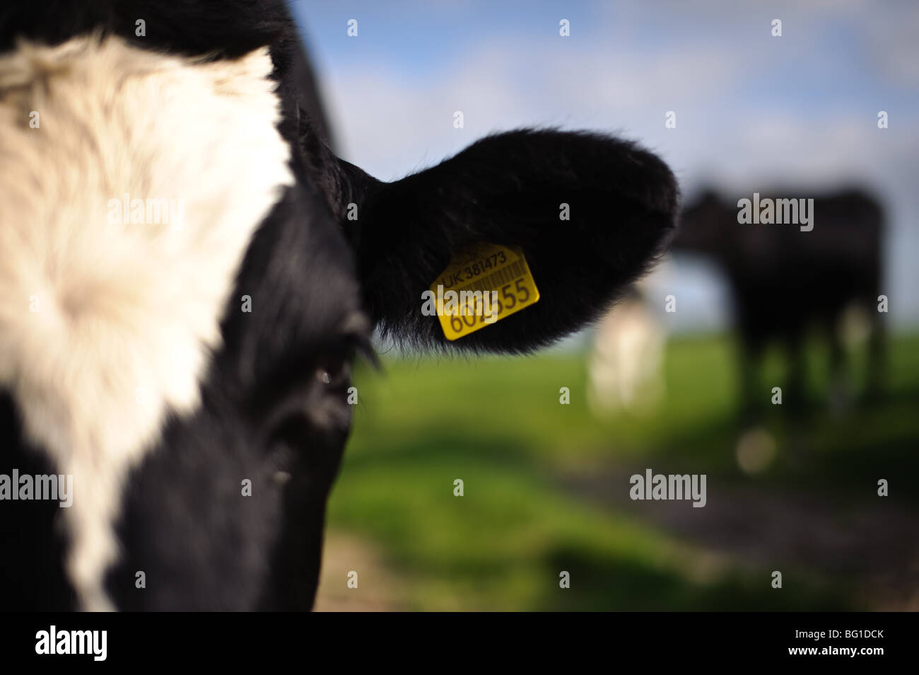 Dairy Cows in a field on a farm in West Cornwall, United Kingdom Stock ...