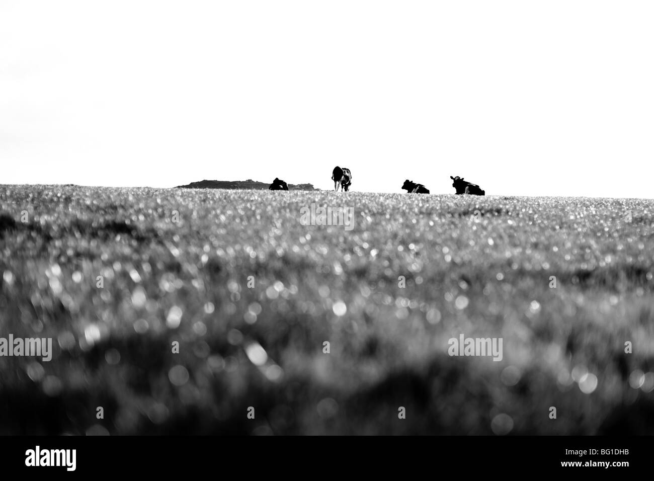 Dairy Cows in a field on a farm in West Cornwall, United Kingdom Stock ...