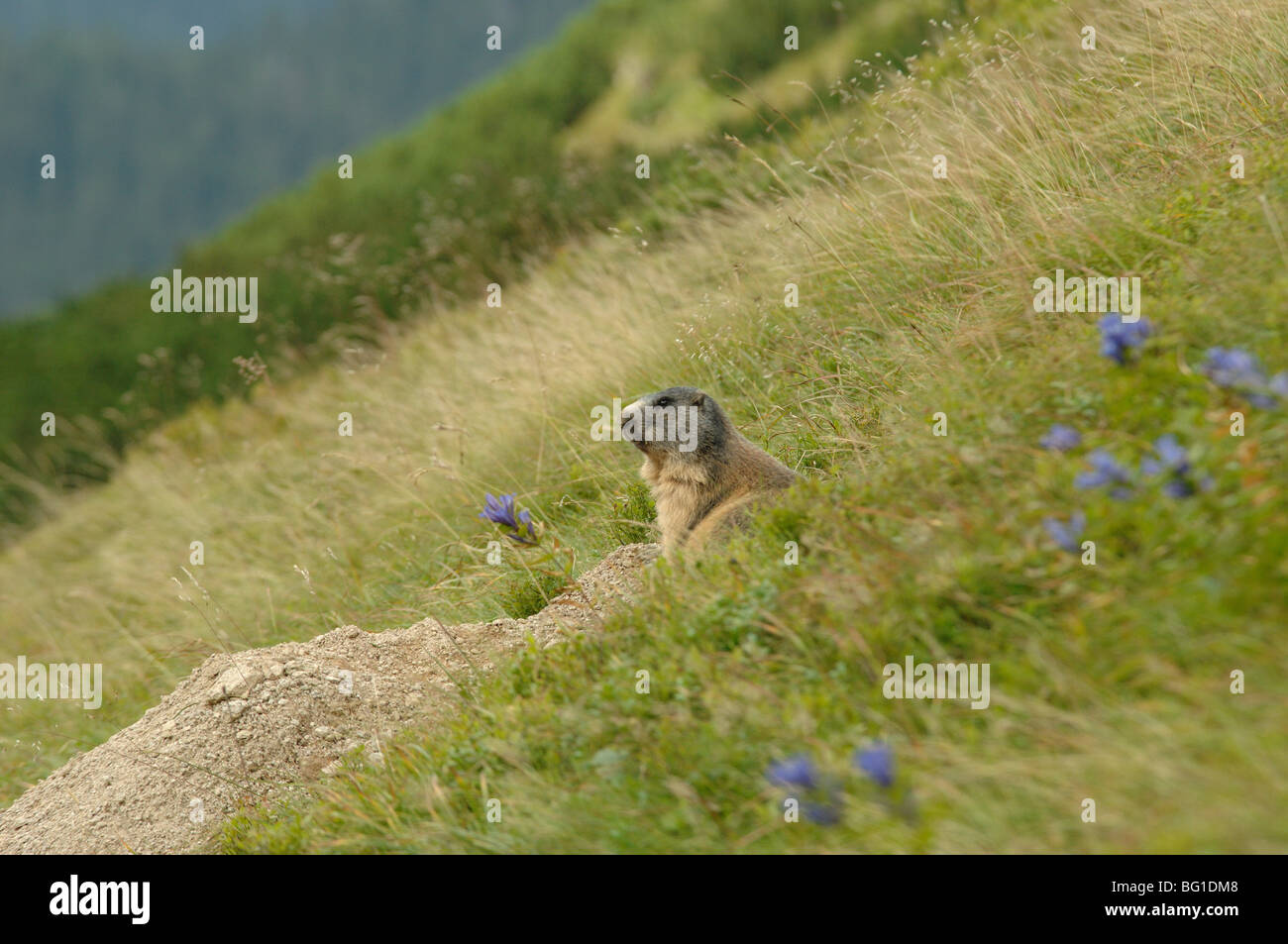 The Slovak sub species of the Alpine Marmot Marmota marmota tatrica in ...