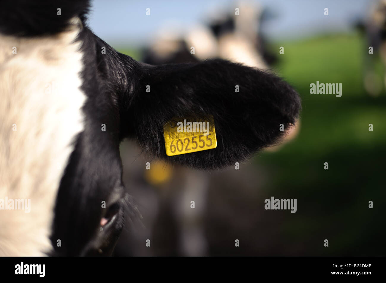 Dairy Cows in a field on a farm in West Cornwall, United Kingdom Stock ...