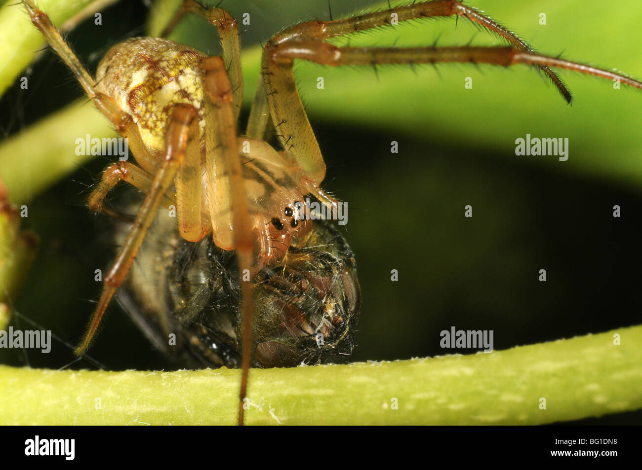 Spider (Meta segmentata) catching a fly in its web and eating it Stock ...